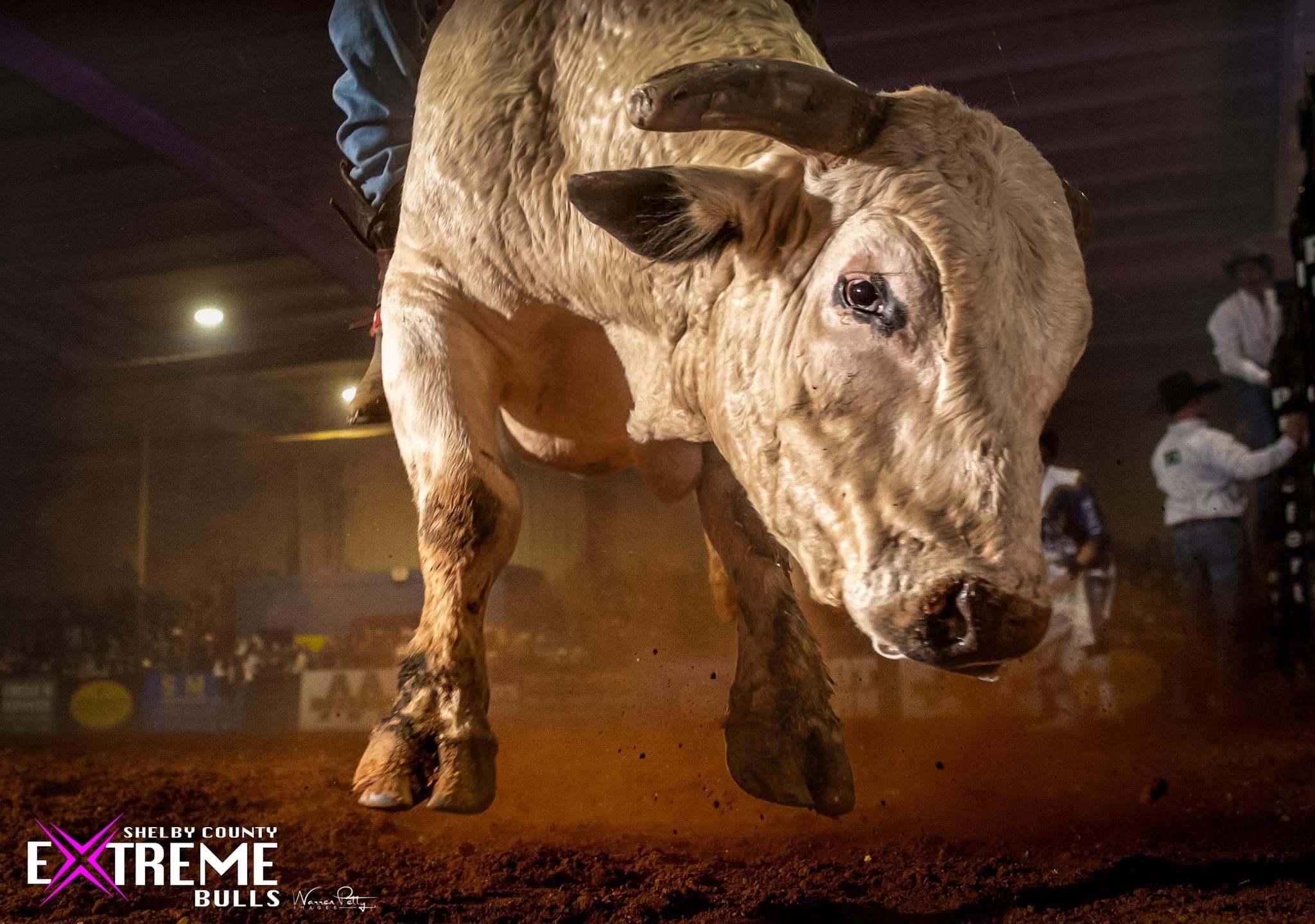 Rockin' D Rodeo Productions – Bulls at the Ballpark